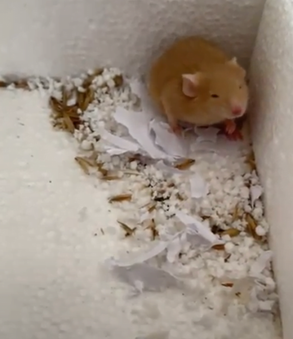 Which insulation materials are not gnawed by mice and how to protect ...