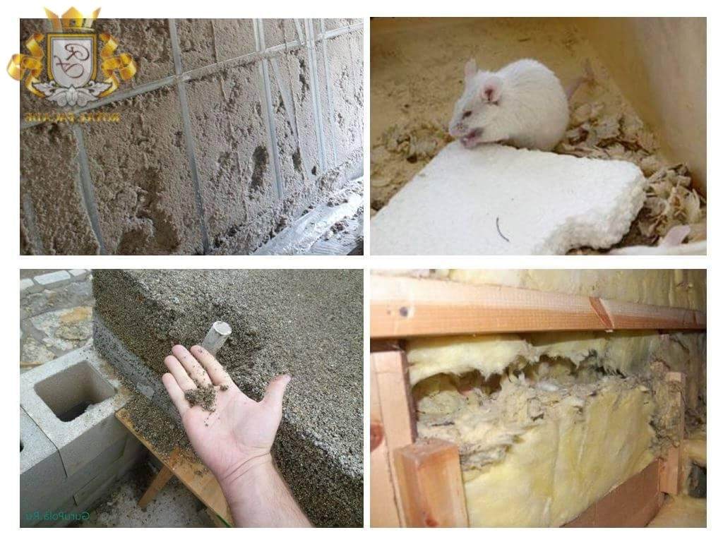 Which insulation materials are not gnawed by mice and how to protect ...